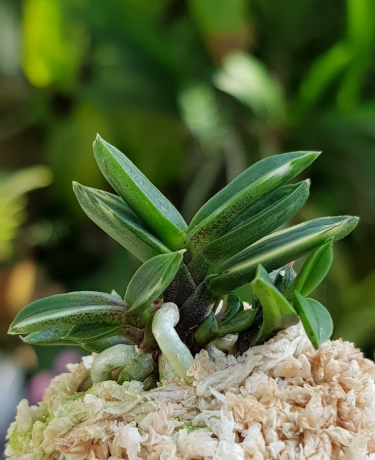 문향원육종No.1115 : 네이버 블로그