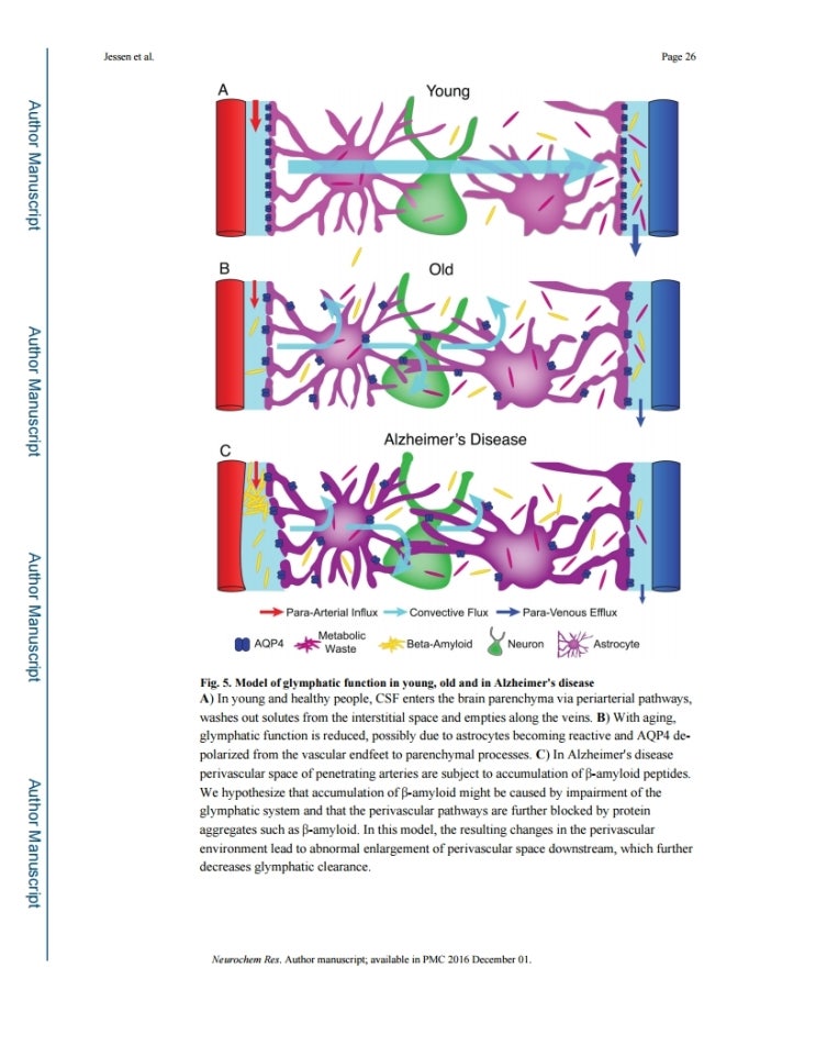 글림프 시스템 Glymphatic System : 네이버 블로그