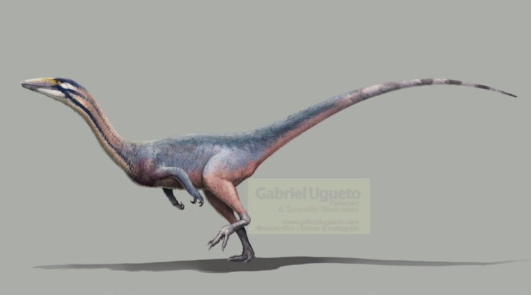 6장. 코엘로피시스과(Coelophysidae)의 구성원들 : 네이버 블로그