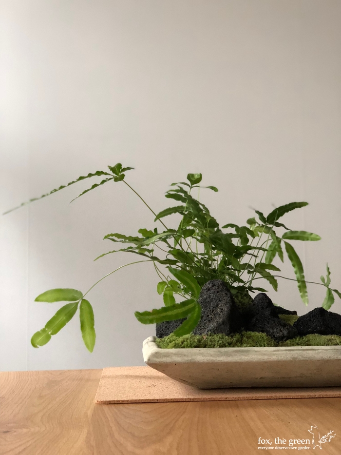 [폭스더그린] 프테리스 pteris : 네이버 블로그