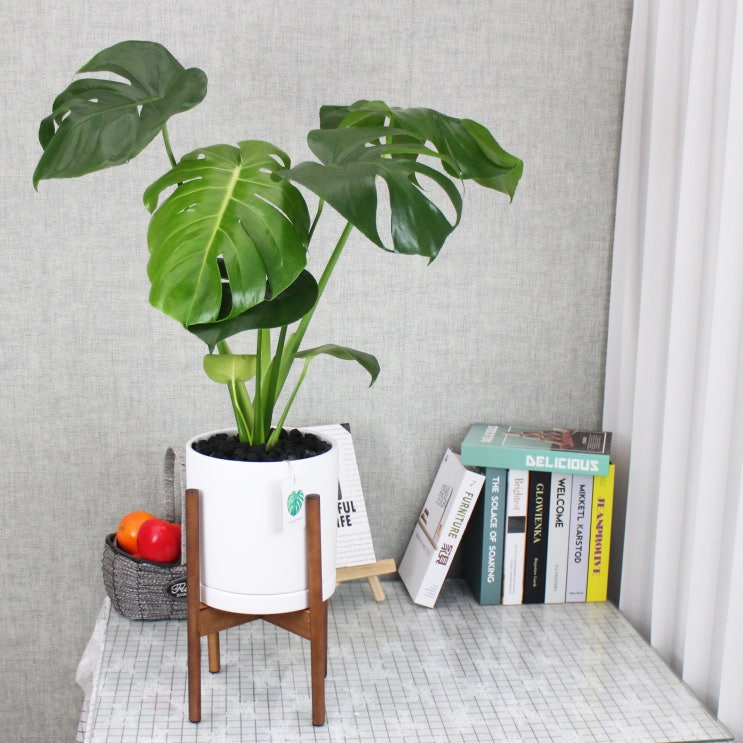 57,000 인천/부천/시흥/광명/경기/수도권/도림동/남촌동/구월동★고급화분/몬스테라 우드스탠드★/선물용/인테리어/화분/꽃집 ...