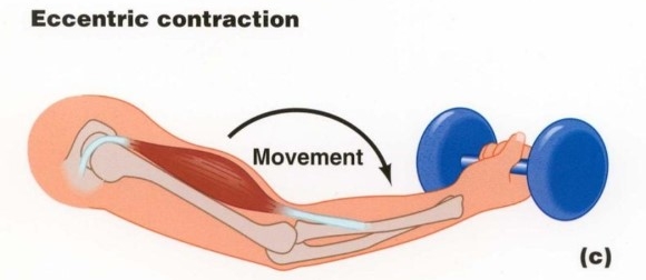 Eccentric contraction ( 신장성 수축 운동) - 뭔소리야 ? : 네이버 블로그
