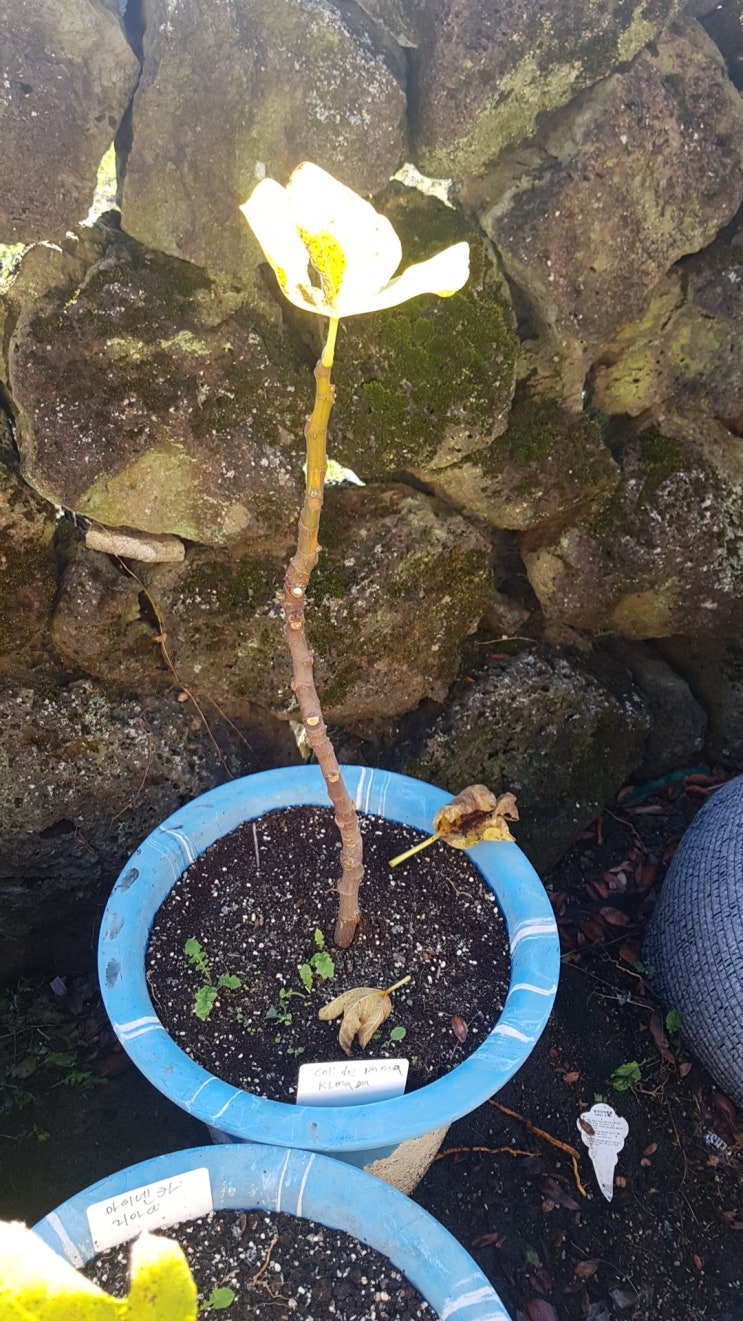 CDDR : 네이버 블로그