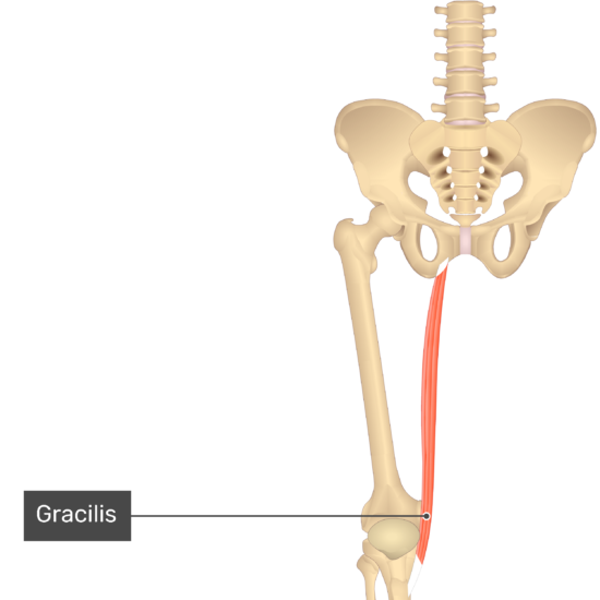 [기능해부학] 박근(Gracilis Muscle) 이란? #엠오엠필라테스 #몸뚱아리 #pt #리두컴퍼니 #근육 #기능해부학 ...