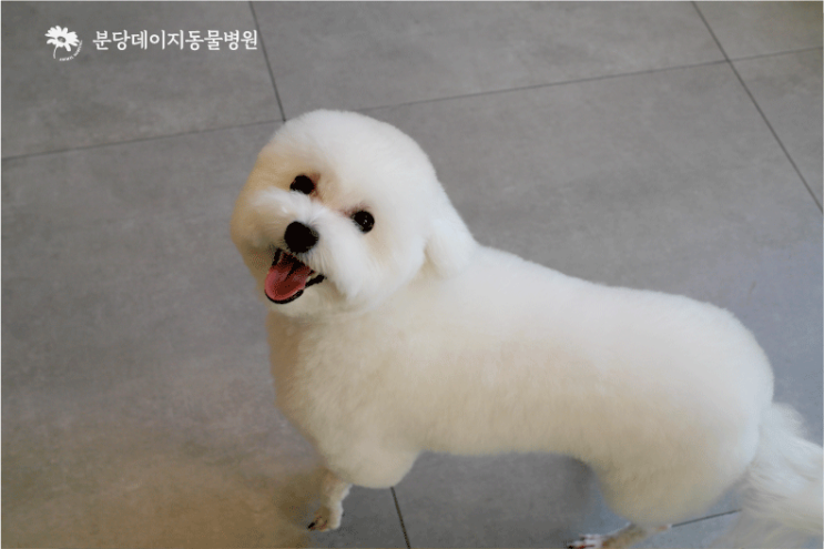 성남 분당 비숑 양컷 미용 양 한마리 몰고 가세요~♡ 비숑프리제 전체 가위컷 네이버 블로그