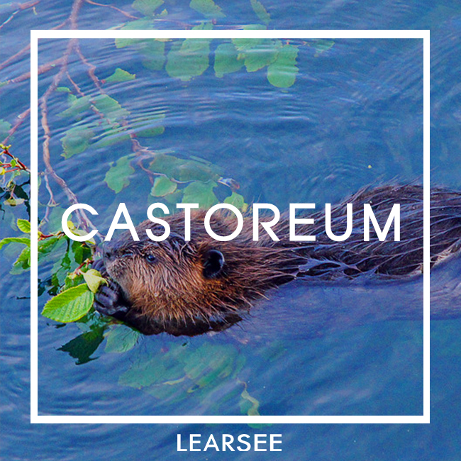 Castoreum(캐스토리움) : 네이버 블로그