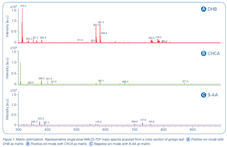 [Bruker FTMS] Bruker FTMS solariX - 고해상도 MALDI 및 LDI 질량 분석법을 이용한 은행나무 ...