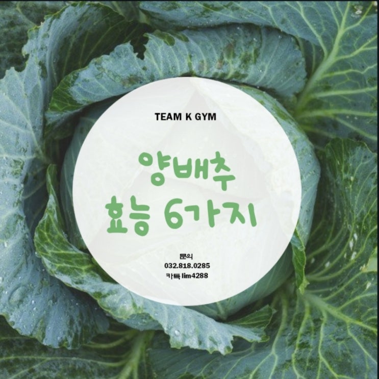팀케이짐 양배추 효능 6가지양배추칼로리양배추다이어트양배추효능양배추의효능위에좋은음식역류성식도염좋은음식위염에좋은음식