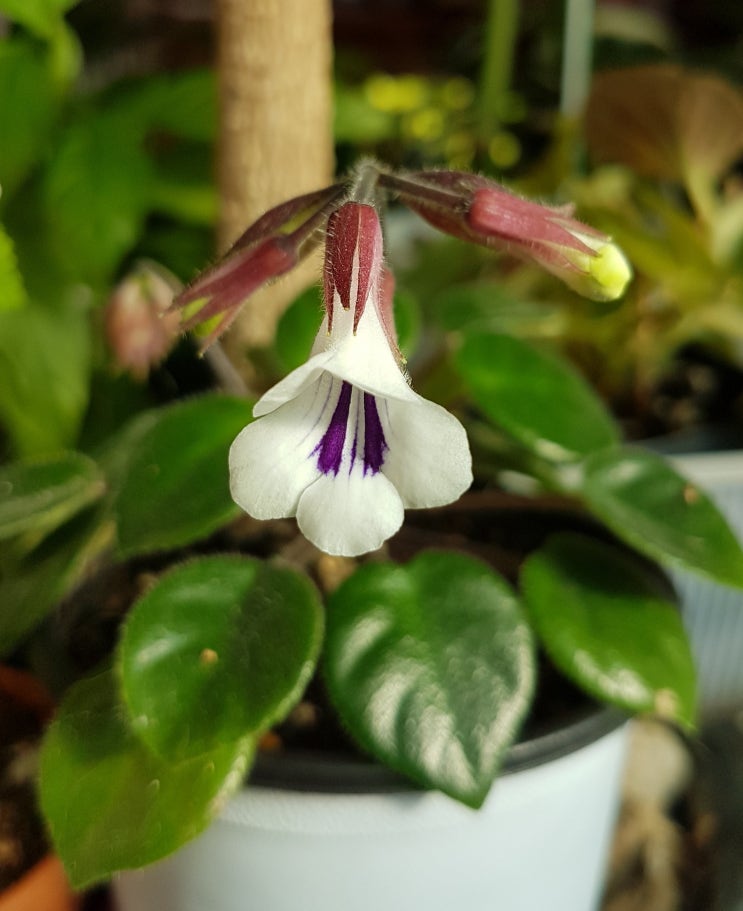 타미아나 : Deinostigma tamiana / Chirita /Primulina : 네이버 블로그