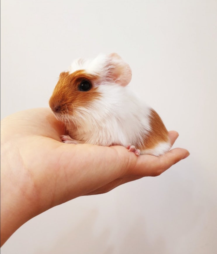 기니피그 새틴, 털이 반짝반짝 새틴 기니피그!Satin Guinea pig crested : 네이버 블로그