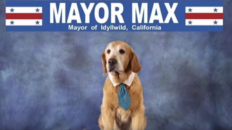 시장 맥스 Mayor Max-리트리버 시장 맥스 : 네이버 블로그