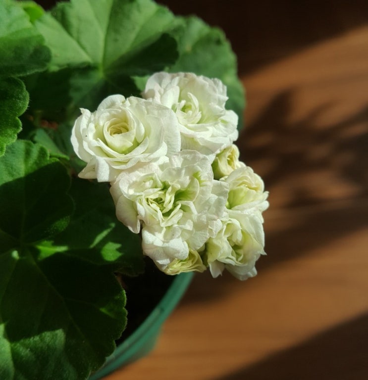 Lisa Manon 리사 마농 : 네이버 블로그