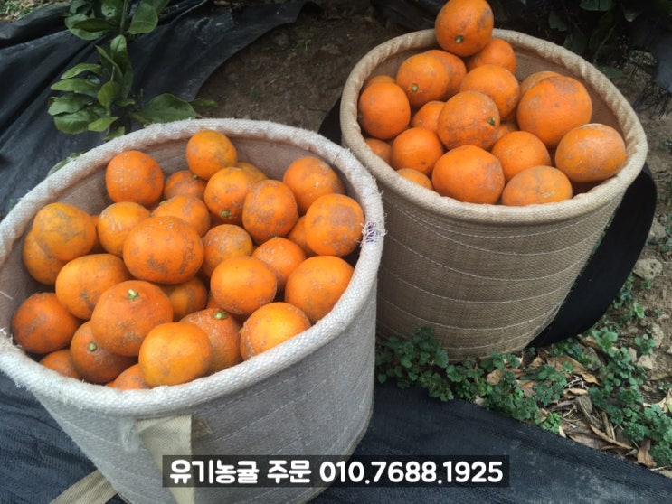 제주 감귤 농장 유기농귤무농약귤 귤택배 귤껍질을 그대로 먹게되는 귤피차귤청 귤쨈은 무농약무화학비료로 재배한 유기농
