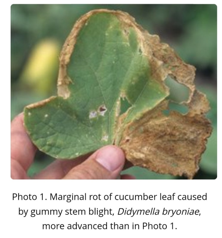 Cucumber gummy stem blight : 네이버 블로그
