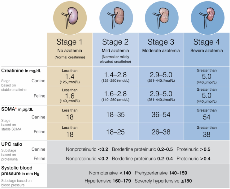 만성신부전(chronic renal failure: CRF)의 단계 구분 : 네이버 블로그