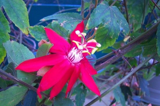 단절성관절염(Arthritis mutilans) : 네이버 블로그