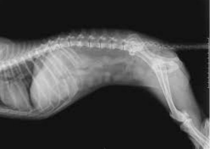 강아지허리디스크 증상 및 치료방법 : 네이버 블로그