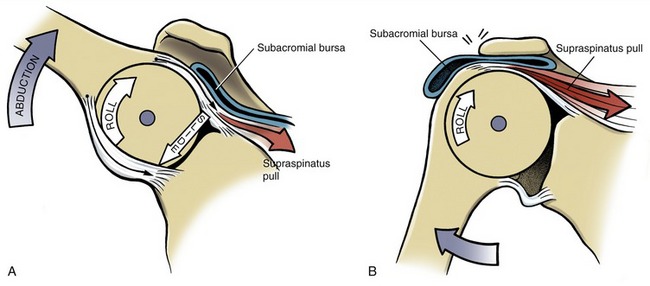 관절와상완관절(GH joint)의 움직임 - 수동적 억제장치(passive restraints)와 능동적 억제장치(active ...