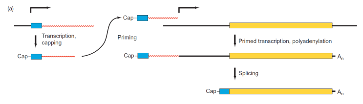 16.3 Trans-Splicing : 네이버 블로그