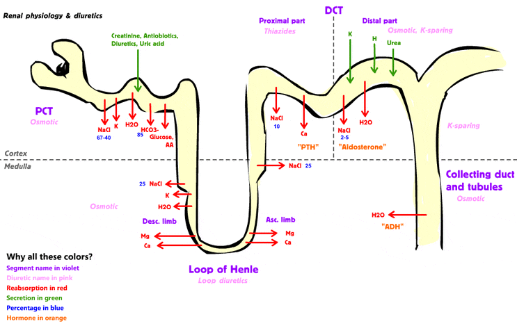 RTA: renal tubular acidosis (신세뇨관 산증) : 네이버 블로그