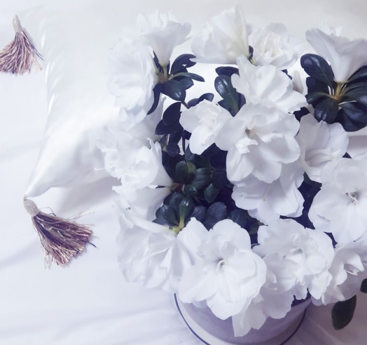 아자리아.아잘레아 키우기 : 네이버 블로그