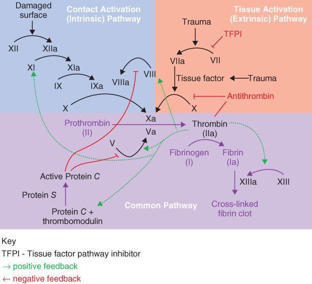 [SAH management] - subarachnoid hemorrhage management에서 Botropase의 역할 ...