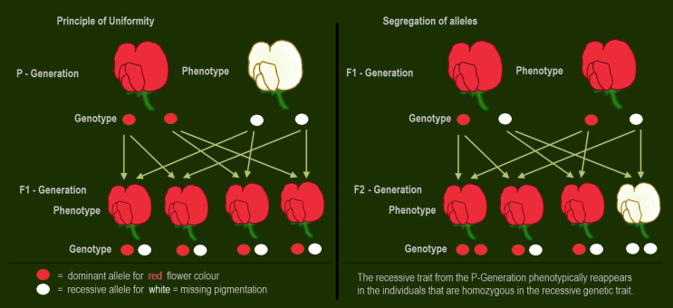 우성, 열성, 불완전우성, 공동우성 대립 유전자 Dominant/ Recessive Allele : 네이버 블로그
