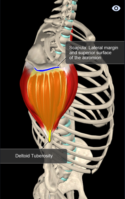 측면 삼각근(Deltoid lateral) '측면 세모근' : 네이버 블로그