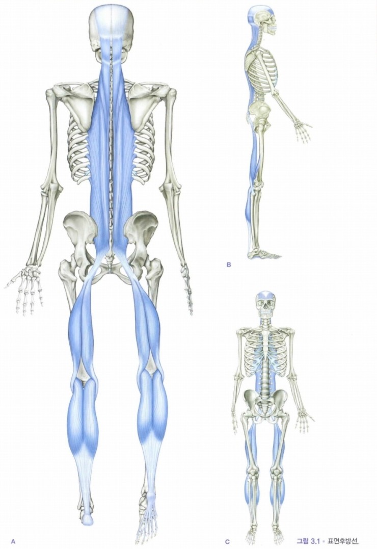 강동 필라테스/천호 필라테스/천호역 필라테스/엠필라테스 천호점 [근막경선 해부학; 표면후방선(Superficial Back ...