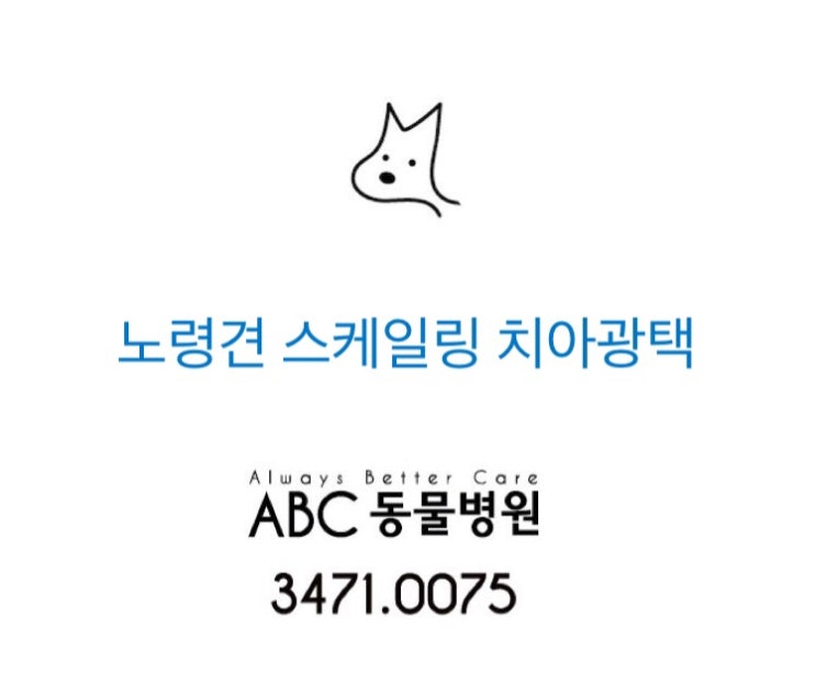 [서초동ABC동물병원] 강아지 요크셔테리어 스케일링 치아광택 노령견 심장비대 고혈압 교대 강남역 동물병원 : 네이버 블로그