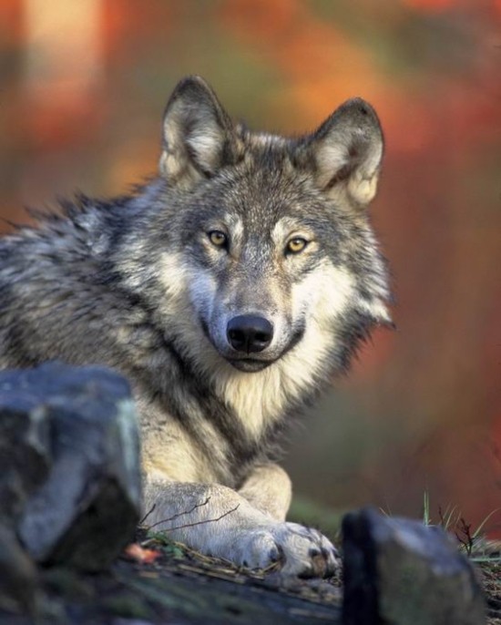 알래스카 내륙 늑대(Alaskan Interior wolf - C. l. pambasileus) : 네이버 블로그