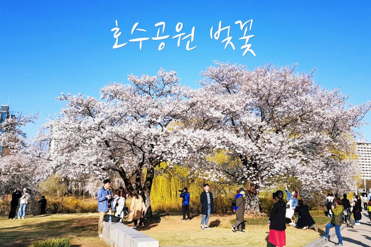 일산 호수공원 벚꽃 만개 화사함이 절정이에요 네이버 블로그