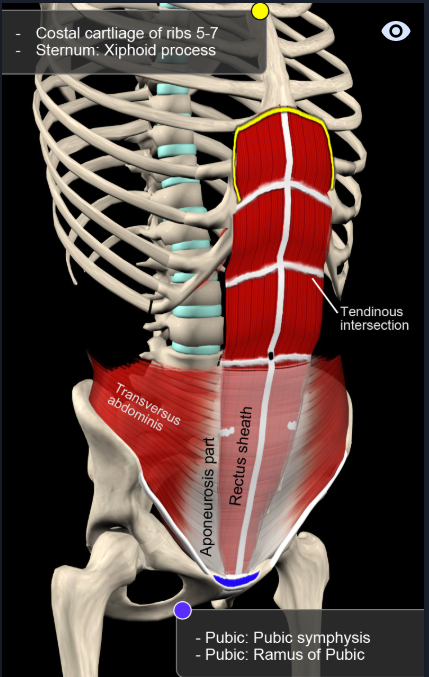 복직근(Rectus abdominis) '배곧은근' : 네이버 블로그