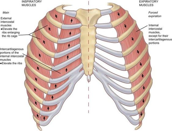 외늑간근, 내늑간근 (External and Internal Intercostals) / 체간 근육들5 : 네이버 블로그