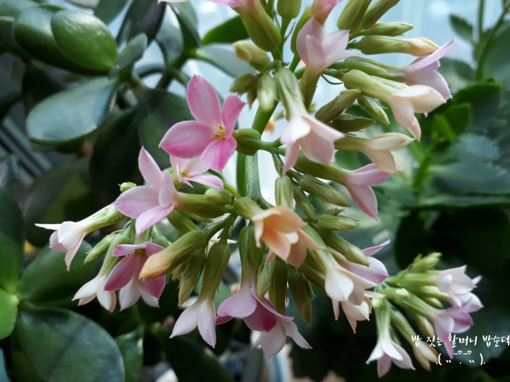 미니 정원 : 네이버 블로그