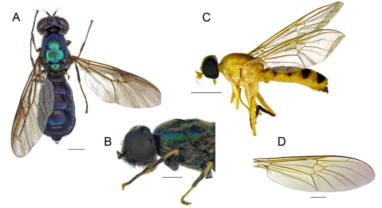 Chloromyia formosa & Ptecticus sinchangensis : 네이버 블로그