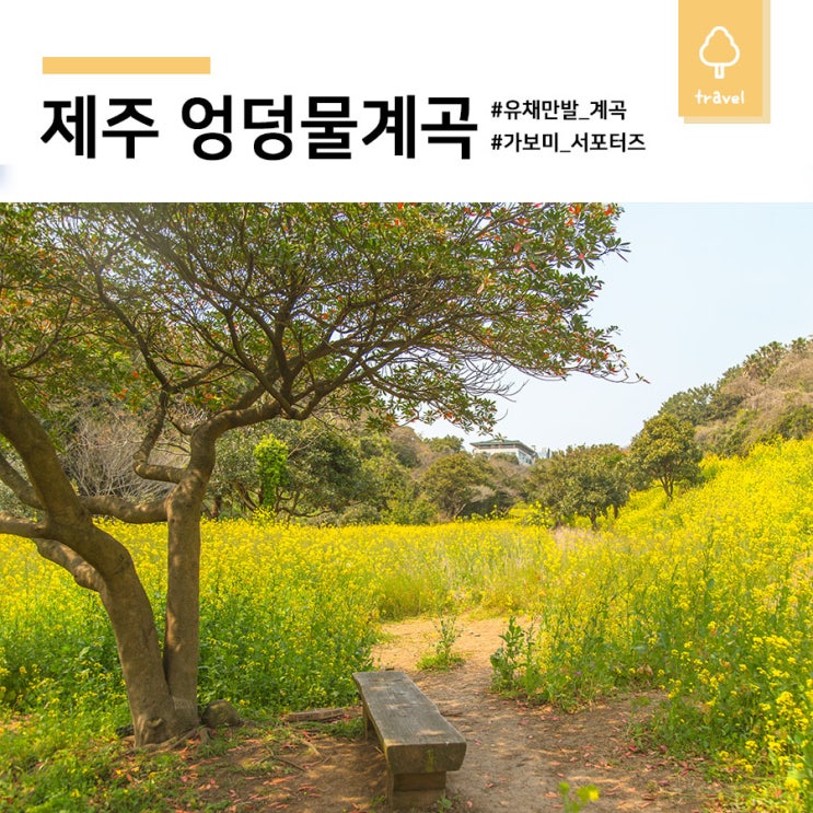 제주 유채꽃 명소 엉덩물 계곡에서 가벼운 산책하기 네이버 블로그