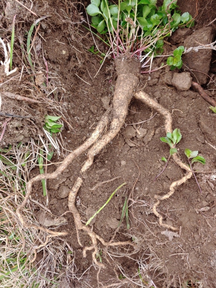 절벽 #잔대와 효능 : 네이버 블로그