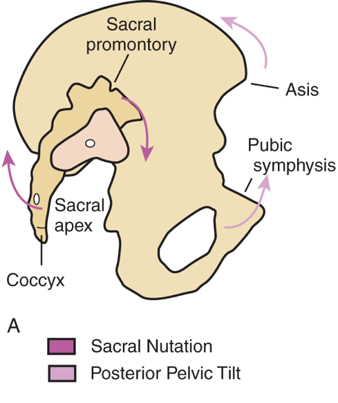 천장관절(Sacroiliac Joint)-2 : 네이버 블로그