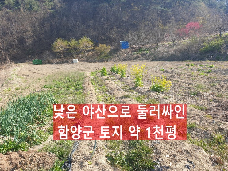 함양군 토지 매매송숲으로 둘러싸인 함양 토지 매매나만의 공간 함양 땅매매함양부동산함양군부동산함양군땅매매 네이버 블로그