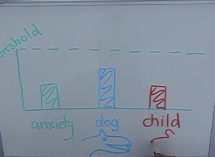예민한 강아지, 잘 짖고 흥분도 높은 강아지 보호자라면 알아야 할 개념 - 스트레스 축적도(Trigger Stacking ...