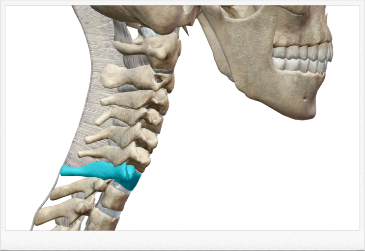 [해부학 - 의대생도 보는 골학] 척주 - 솟을뼈(융추ㆍvertebra prominens) : 네이버 블로그