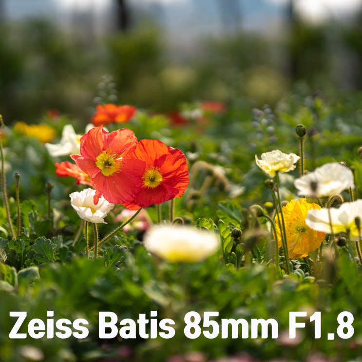 [선유도공원]세기프렌즈 4월출사: Zeiss Batis 85mm F1.8 (+선유실비/공영주차장/선유카페) : 네이버 블로그