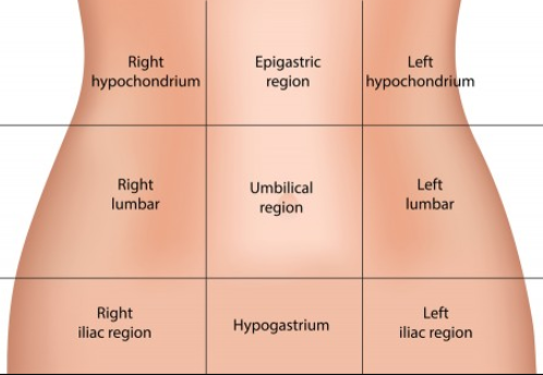 Abdomen 9 region : 네이버 블로그