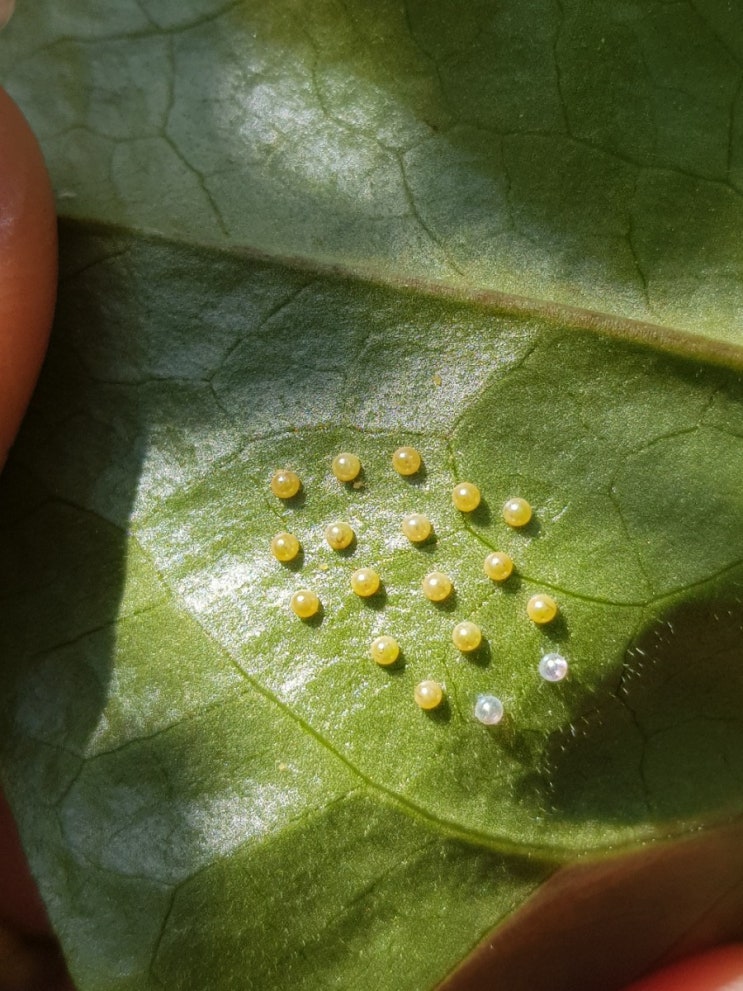 애호랑나비알 : 네이버 블로그