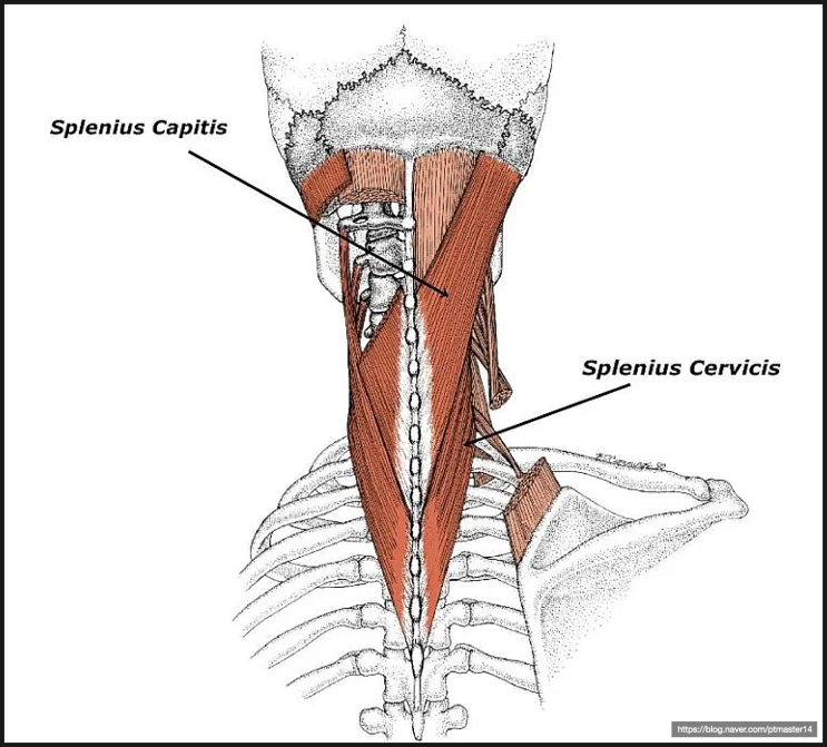 [근육학] 경추 신전근(Neck Extensors muscle) 기능 & 평가 두판상근,경판상근,두반극근,경반극근 : 네이버 블로그