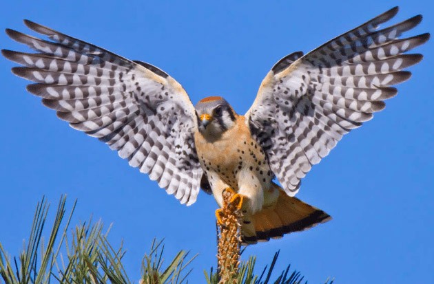 The Windhover [Gerard Manley Hopkins] : 네이버 블로그