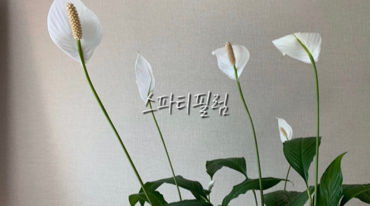스파트필름 키우기스파티필럼 꽃가루스파티필름 꽃스파트필름에어라파스프레이분무기추천식물분무기 네이버 블로그