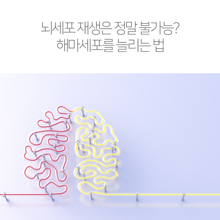 뇌세포 재생은 정말 불가능? 해마세포를 늘리는 법 : 네이버 블로그