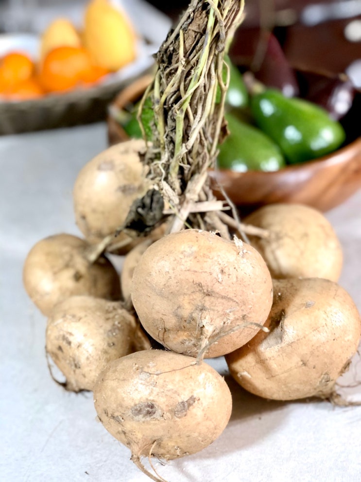 필리핀 싱카마스(singkamas) 드셨보셨어요? : 네이버 블로그